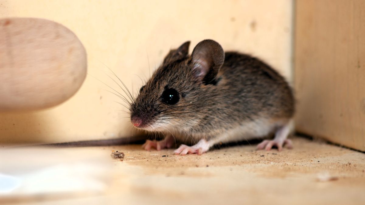 Liever geen muis in huis! - ONS Magazine